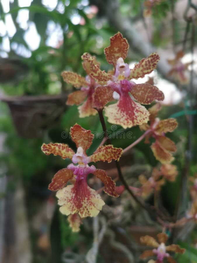 Colorful Hydrid Oncidium Tiny Dancing Lady Orchid Stock Image - Image ...