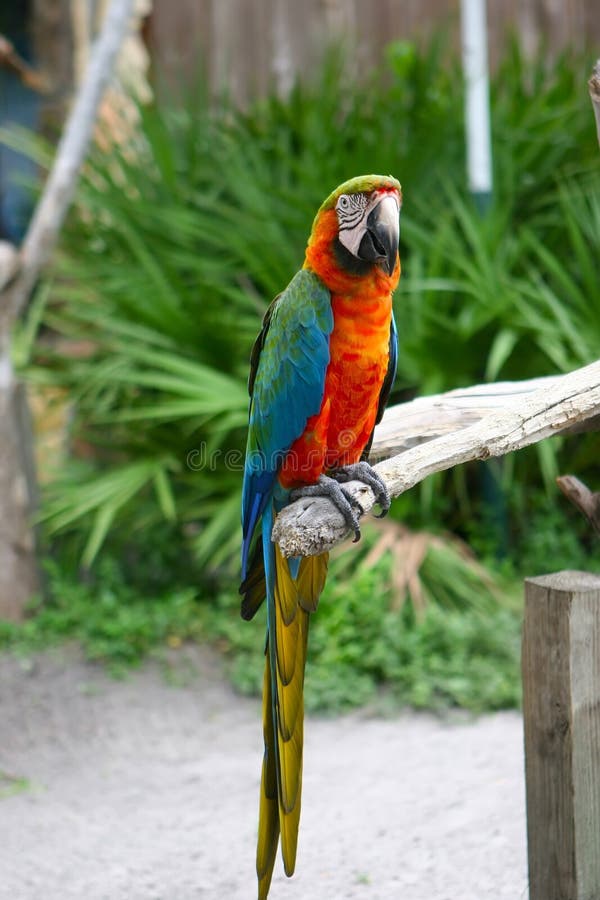 Big Colorful Parrot stock image. Image of claw, feathers - 14268639