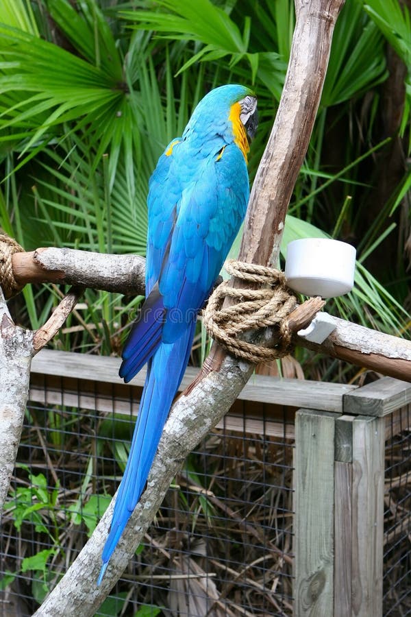 Cockatoo bird stock image. Image of brilliant, birdwatch - 5010433