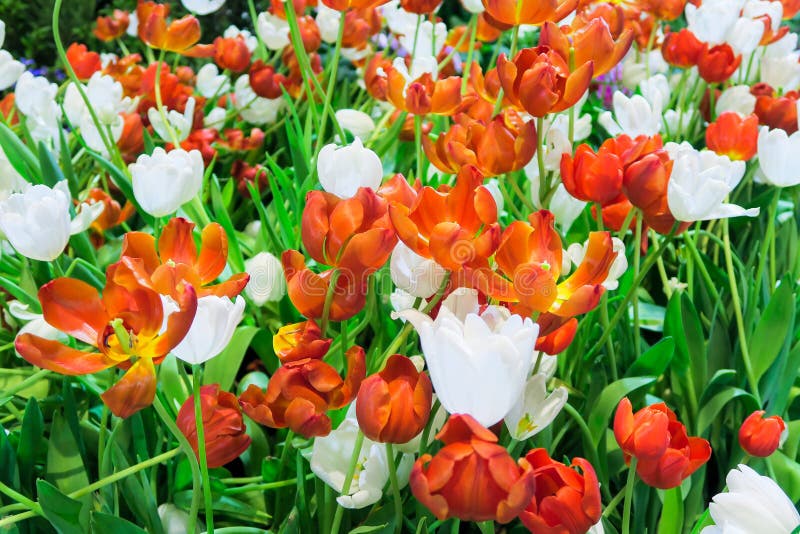 View of Colorful Tulips Background Stock Image - Image of beauty ...