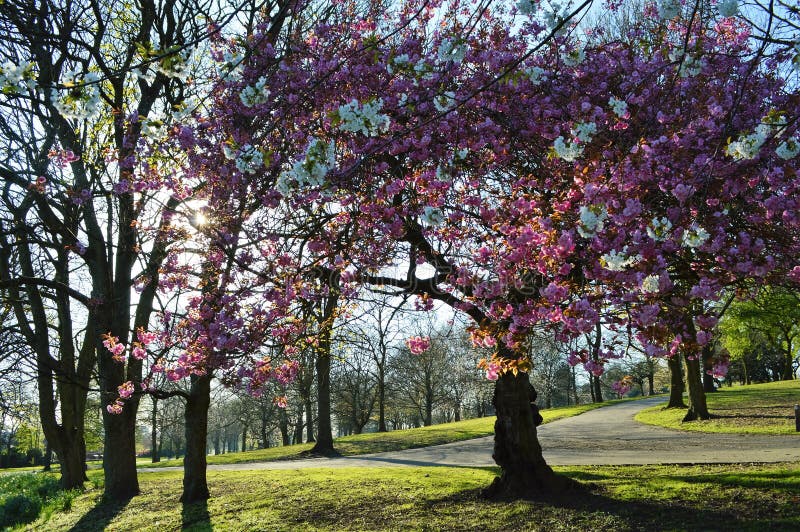 Spring Landscape. stock image. Image of season, nature - 100970247