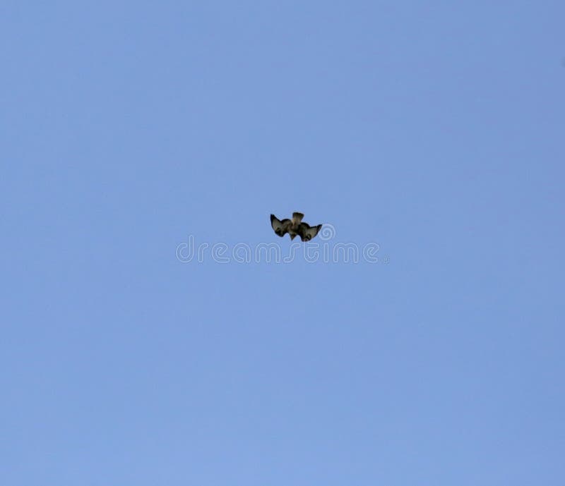 Buzzard diving down stock photo. Image of raptor, wildlifephotography ...