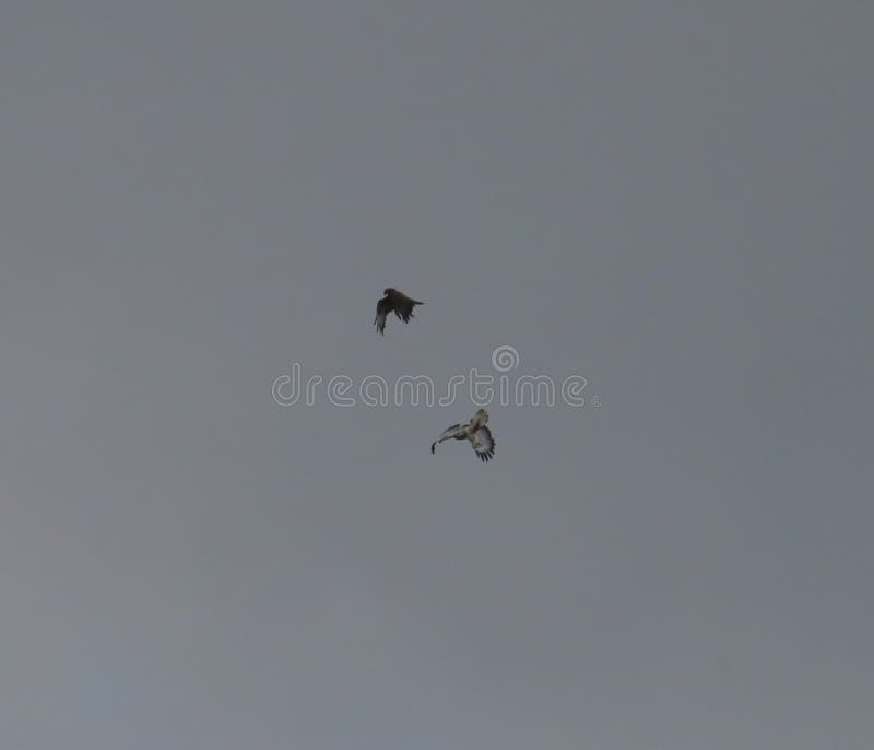 Buzzards stock photo. Image of gathering, flight, buzzards - 64056092