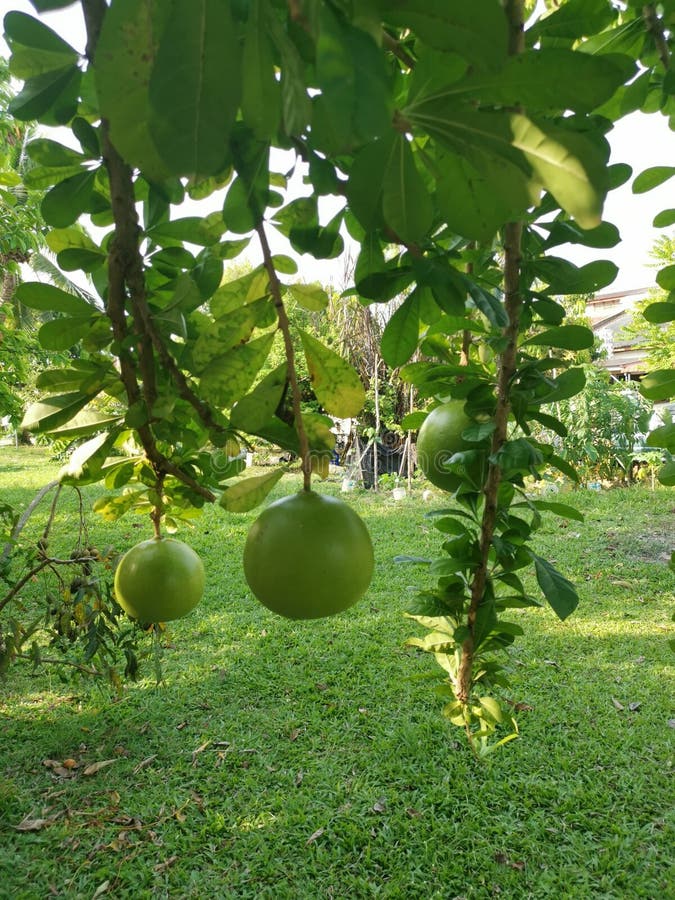 Crescentia Cujete Fruits Hanging on the Tree. Stock Image - Image of ...