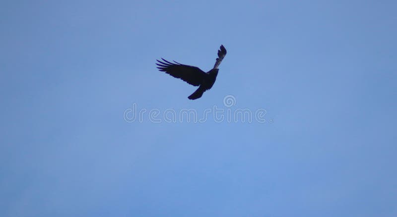 Crow flying through sky stock photo. Image of bird, blue - 272453890