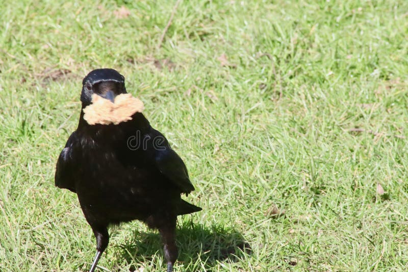Crow looking at the camera stock image. Image of avians - 272453745