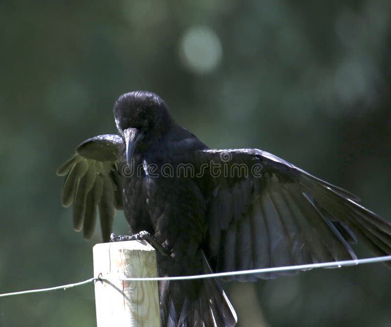 Common Crow Landing on a Post Stock Image - Image of surrey, landing ...