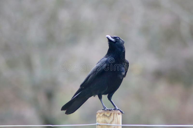 342 Crow Looking Camera Stock Photos - Free & Royalty-Free Stock Photos ...