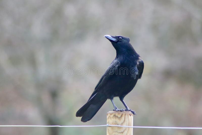 Crow Perched on a Fence Post Stock Image - Image of wildlifephotography ...