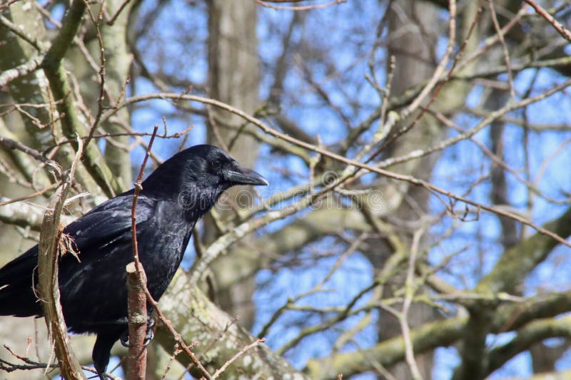 A close up of a crow stock photo. Image of portrait - 237447482