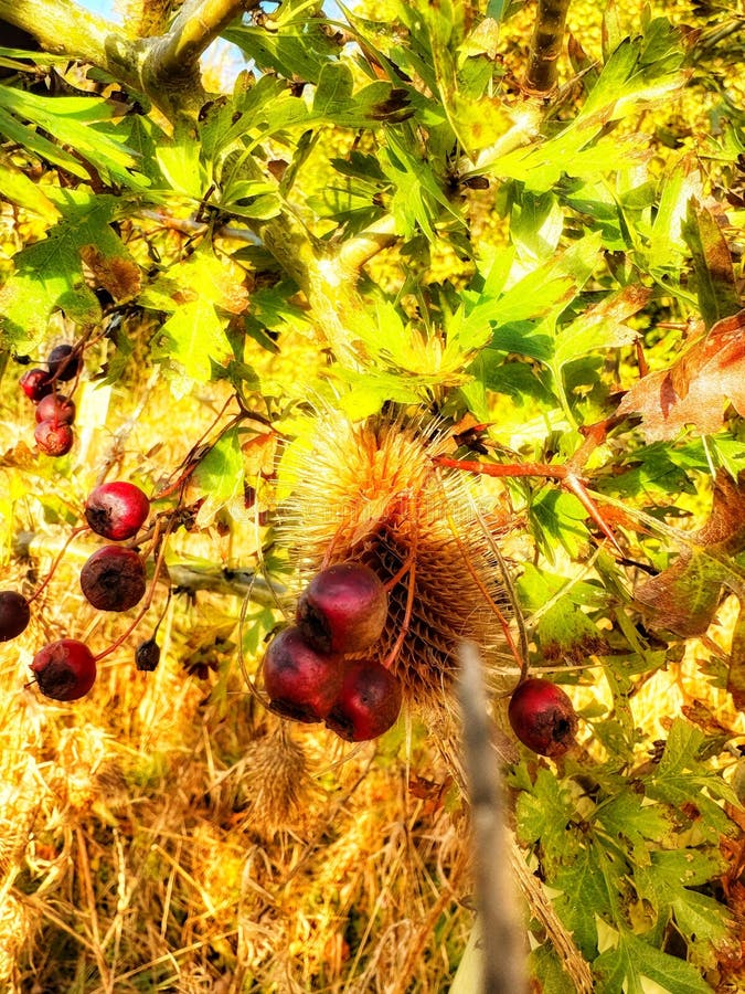 Common Hawthorn Berries and Tree Stock Image - Image of yellow ...