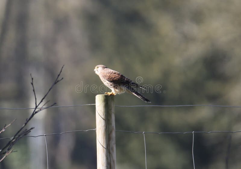 A Common Kestrel Perched on a Post Stock Image - Image of sacrednature ...