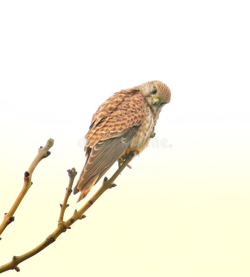 Common kestrel in a tree stock image. Image of britishbirds - 355193615