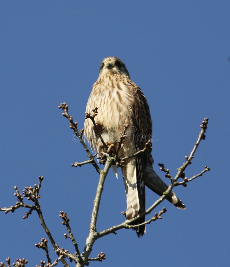A common kestrel in a tree stock photo. Image of naturephotography ...