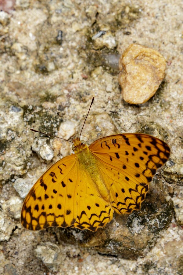 Image of the Common Leopard Butterfly Phalanta Phalantha Stock Photo ...