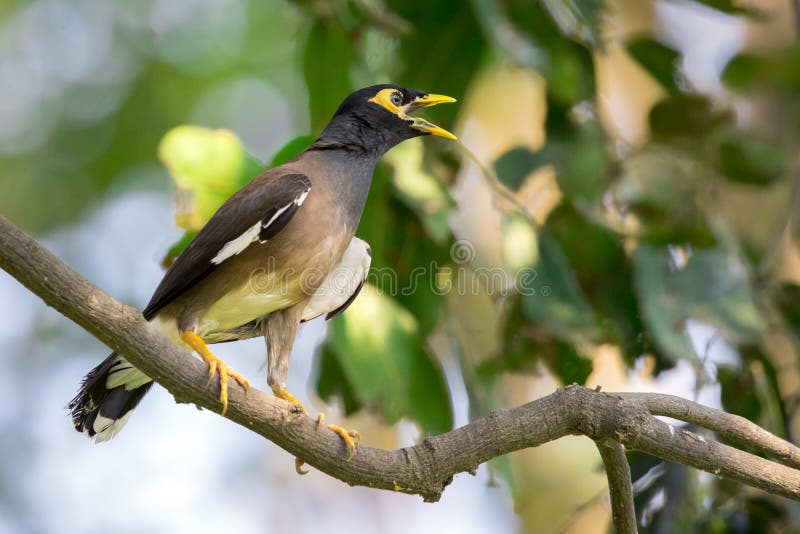 691 Common Myna White Background Stock Photos - Free & Royalty-Free ...