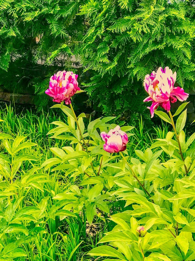 Image of common peony stock photo. Image of summer, green - 124246370