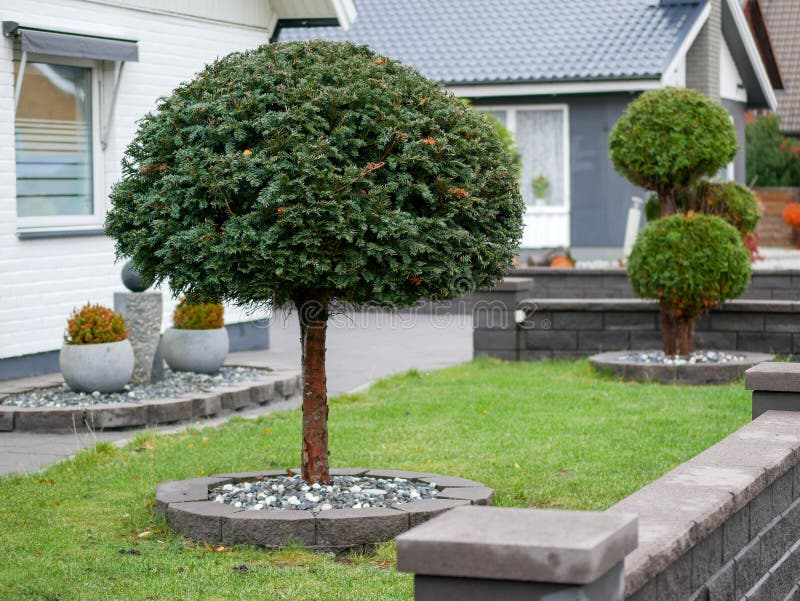 Image of Compact Tree with a Round Canopy, Approximately 4 M in Height ...