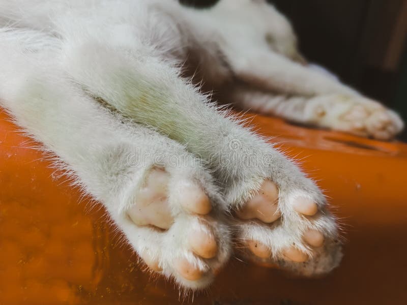 Catlimb Stock Photos - Free & Royalty-Free Stock Photos from Dreamstime