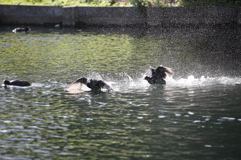 Coots chasing each other stock photo. Image of coots - 291936170