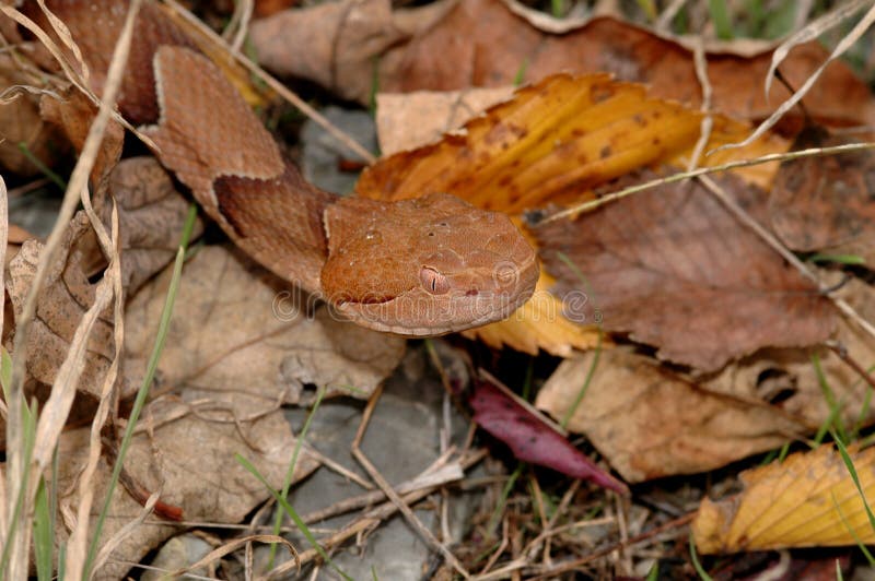 Copperhead snake stock photo. Image of nature, environment - 3851992
