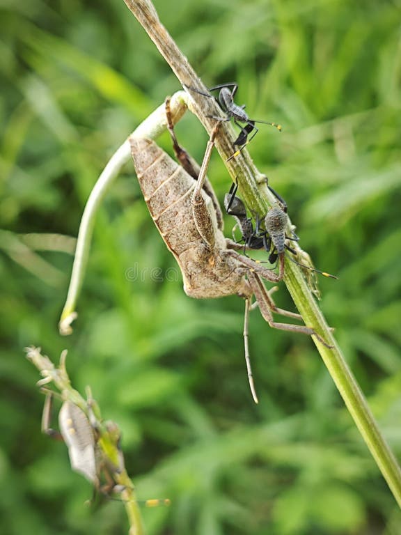 Coreid Leaf Footed Bug Climbing on the Creeping Weed Plant. Stock Photo ...