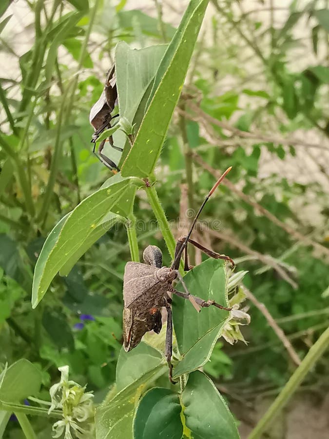 Coreid Leaf Footed Bug Climbing on the Creeping Weed Plant. Stock Image ...