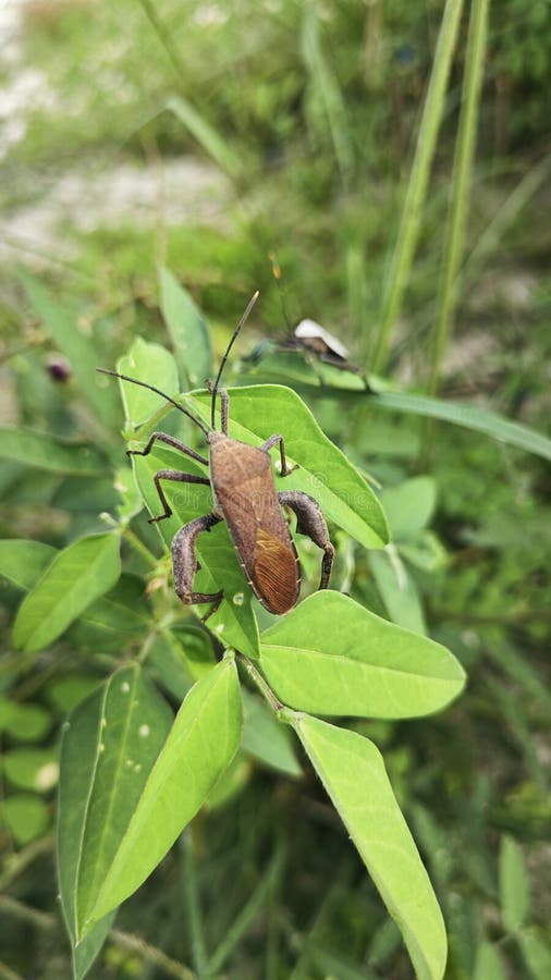 Coreid Leaf Footed Bug Climbing on the Creeping Weed Plant. Stock Image ...