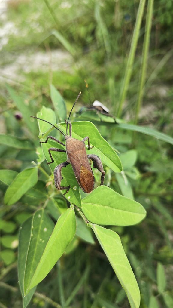 Coreid Leaf Footed Bug Climbing on the Creeping Weed Plant. Stock Image ...