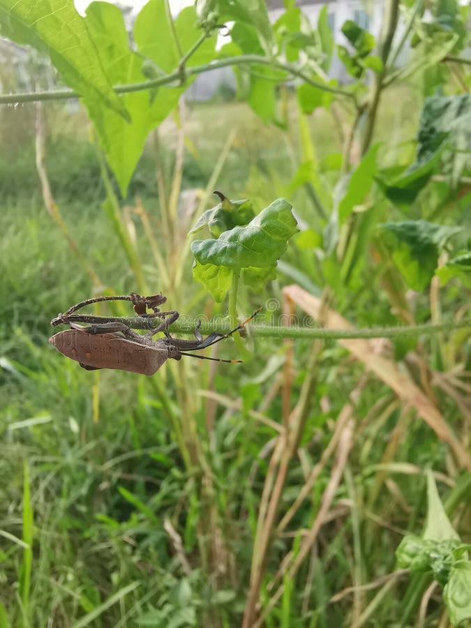 Coreid Leaf Footed Bug Climbing on the Creeping Weed Plant. Stock Photo ...