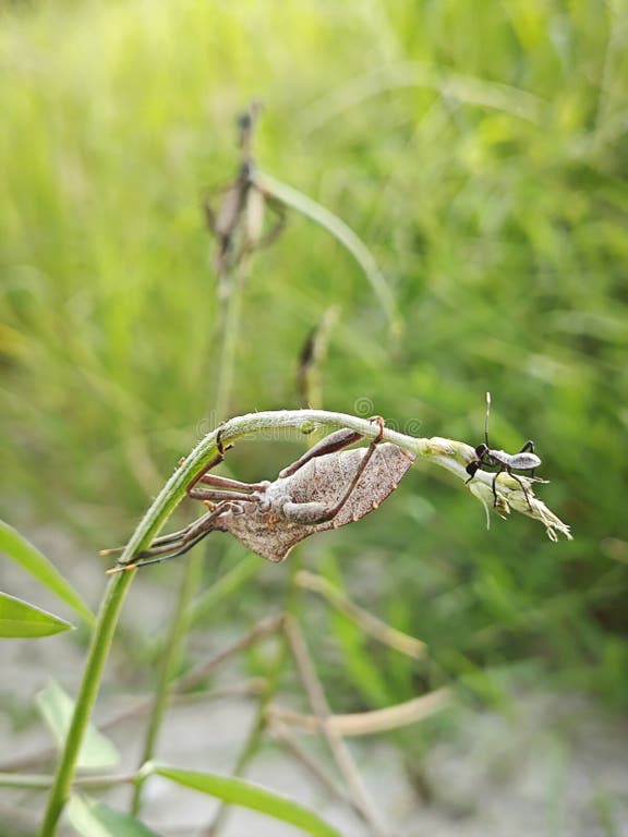 Coreid Leaf Footed Bug Climbing on the Creeping Weed Plant. Stock Photo ...