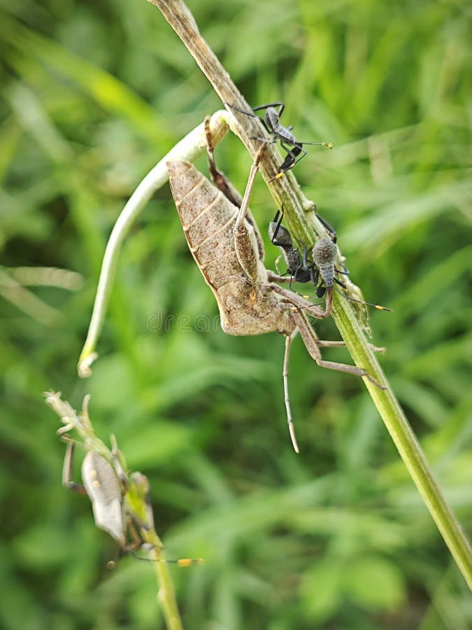 Coreid Leaf Footed Bug Climbing on the Creeping Weed Plant. Stock Image ...
