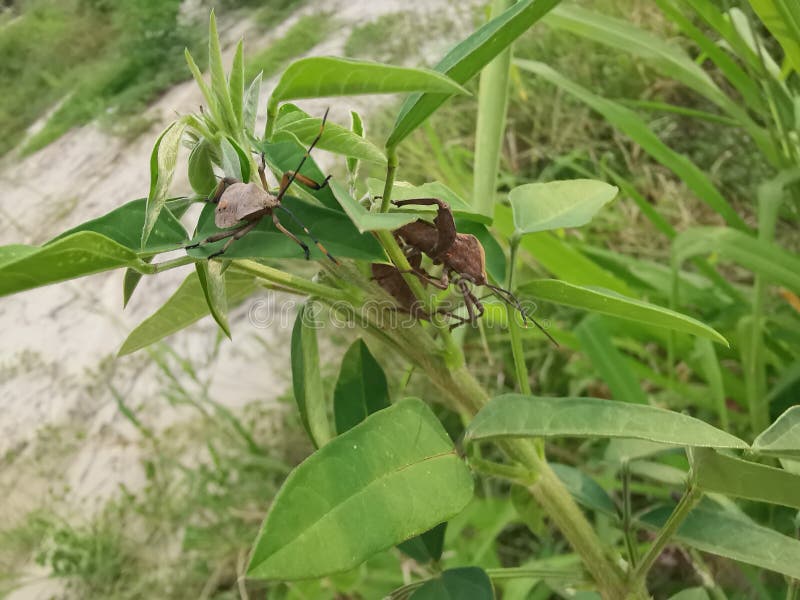 Coreid Leaf Footed Bug Climbing on the Creeping Weed Plant. Stock Photo ...