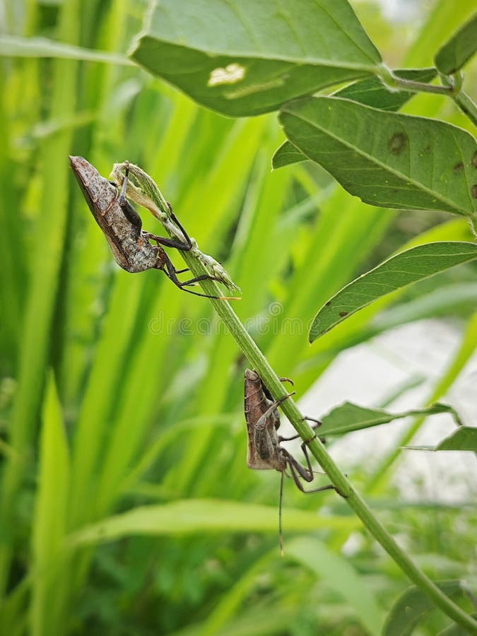 Coreid Leaf Footed Bug Climbing on the Creeping Weed Plant. Stock Photo ...