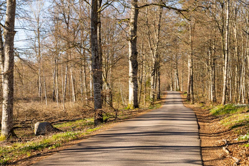Image of Country Side Road in the Forest during Sunset Stock Photo ...