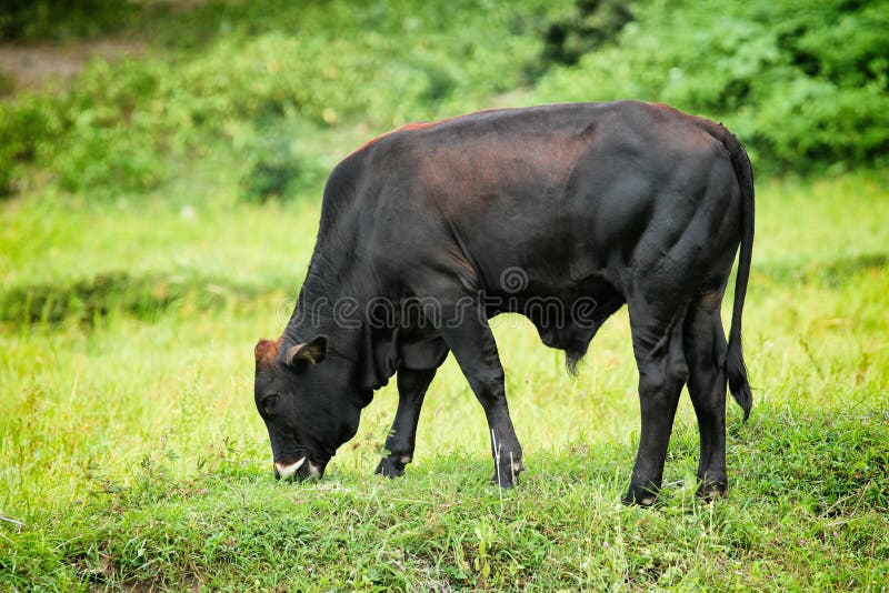 311 Cow Filter Stock Photos - Free & Royalty-Free Stock Photos from ...
