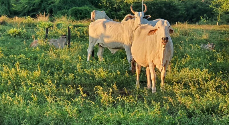 Beautiful Image of Cows Outdoors on a Farm in Northern Brazil Stock ...