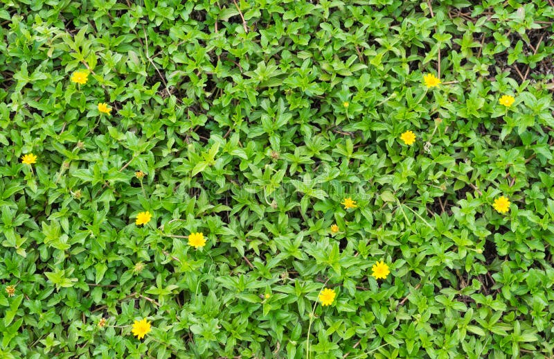 Image of Creeping Daisy in the Garden. Stock Photo - Image of hitchc ...