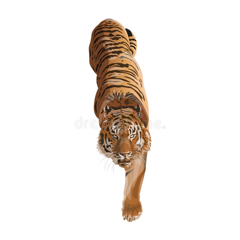 Tiger Creeping Up Isolated on a White Background Stock Vector ...