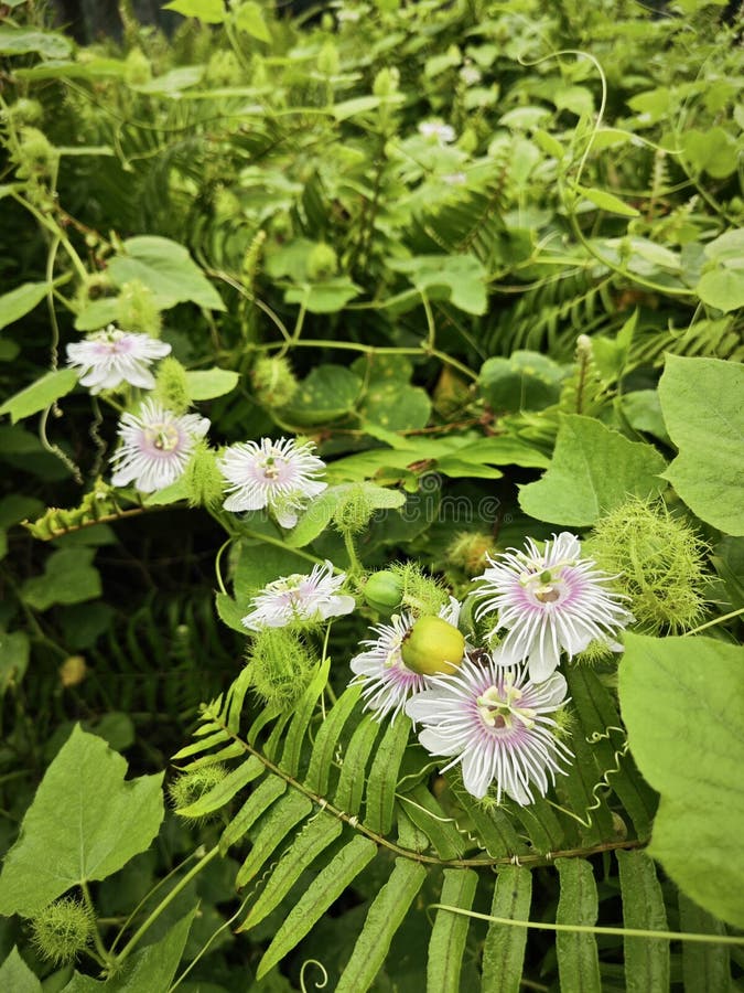 Wild Passiflora Foetida Plant in the Bushy Meadow. Stock Photo - Image ...