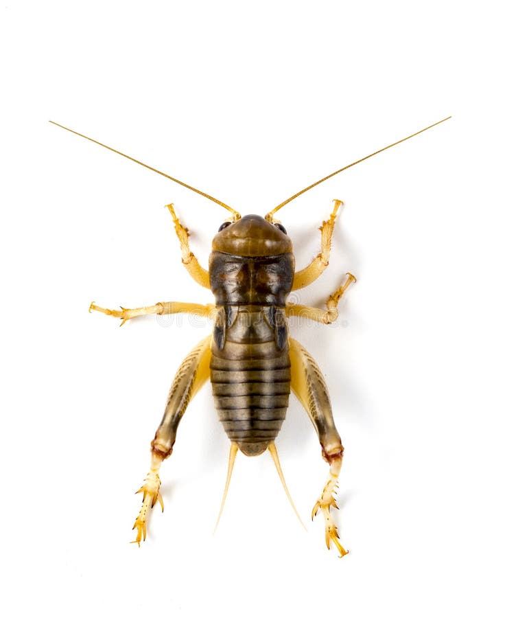 Image of Cricket on White Background., Insects. Stock Image - Image of ...