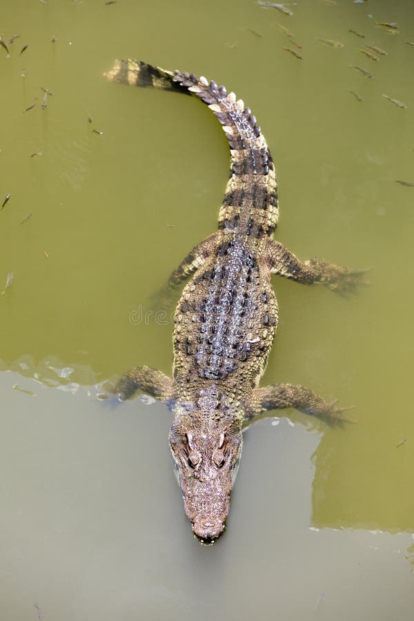 Image of a Crocodile in the Water. Reptiles Stock Photo - Image of ...
