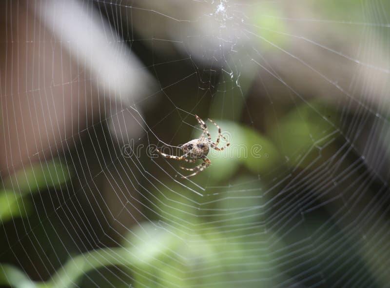Orb Weaver Spider Weaving a Web Stock Photo - Image of orbweaver ...