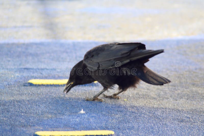 Crow Eating from the Deck of a Ferry Stock Photo - Image of wildlife ...
