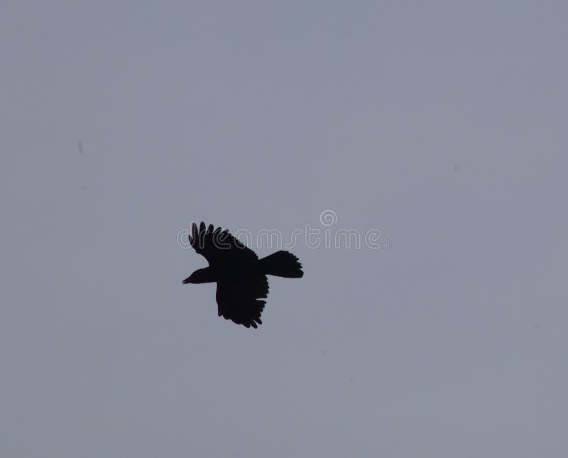 Crow flight in silhouette stock image. Image of england - 281578565