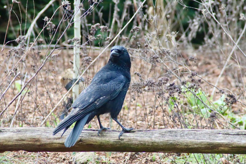 Crow Looking Over Its Shoulder Stock Image - Image of tree, flight ...