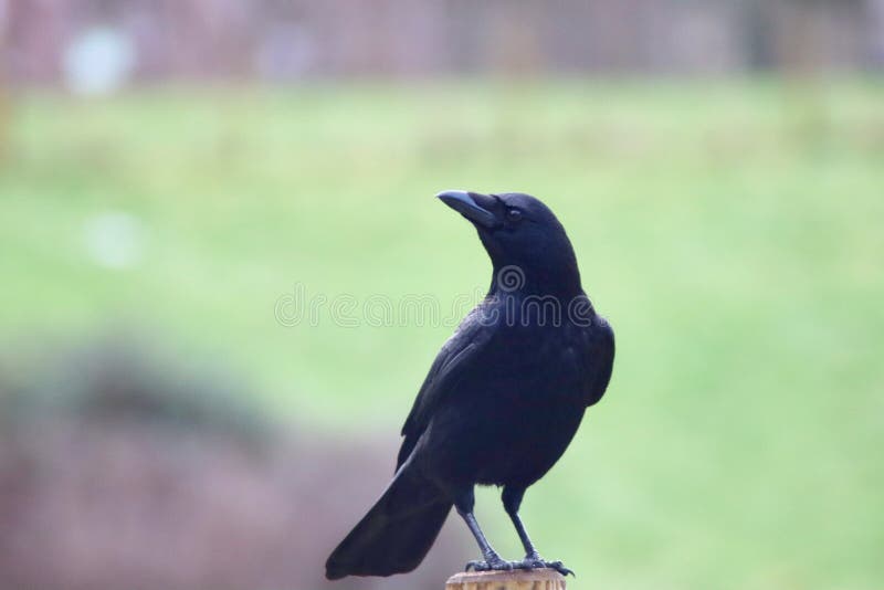 Crow posing on a post stock photo. Image of crow, britishwildlife ...