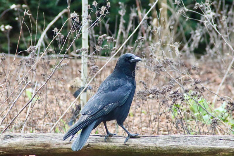 Crow posing for the camera stock image. Image of tree - 269102259