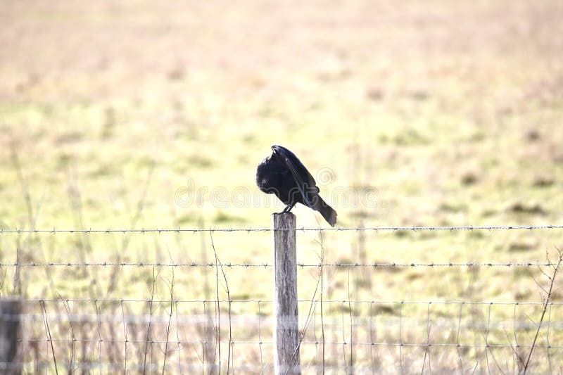 A crow preening on a post stock photo. Image of ...
