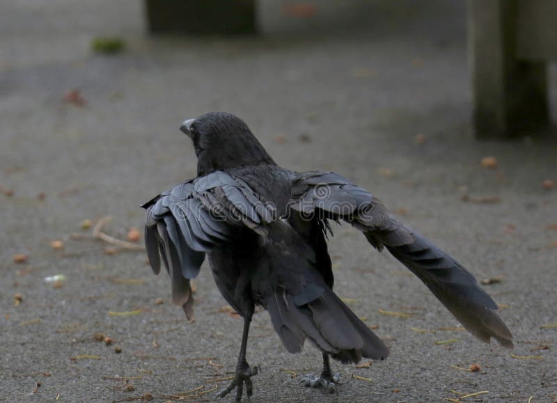 Carrion crow taking off stock image. Image of wings - 326402243